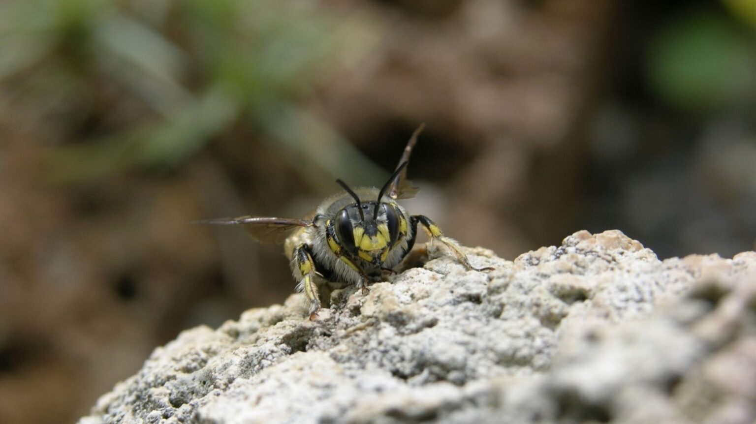 Insect Pavilion | Botanical Garden Munich-Nymphenburg