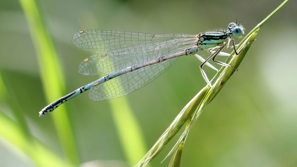 Libellen | Botanischer Garten München-Nymphenburg