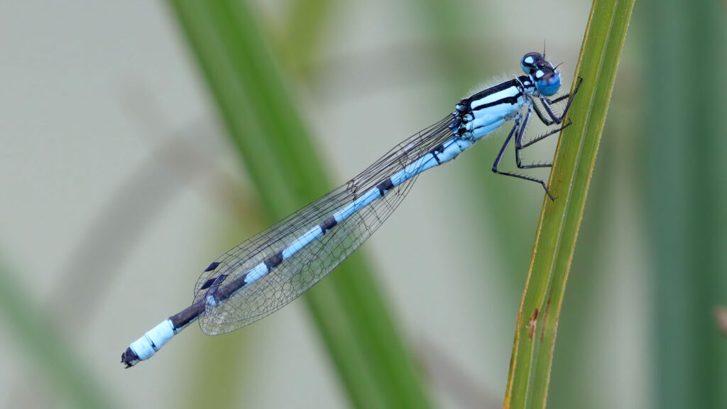 Libellen | Botanischer Garten München-Nymphenburg