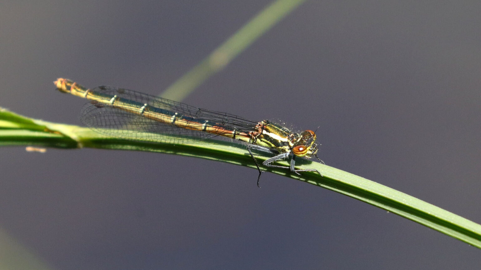 Libellen | Botanischer Garten München-Nymphenburg