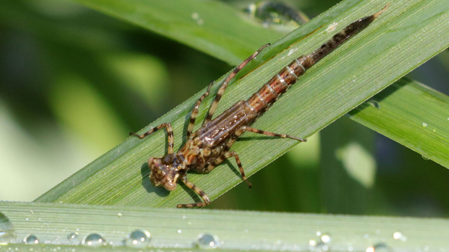 Libellen | Botanischer Garten München-Nymphenburg