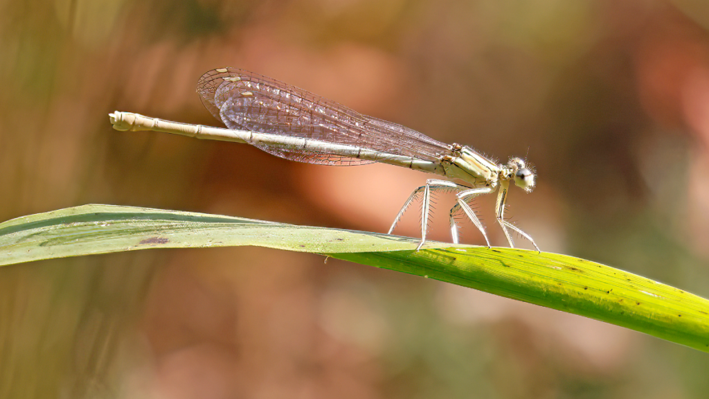Libellen | Botanischer Garten München-Nymphenburg